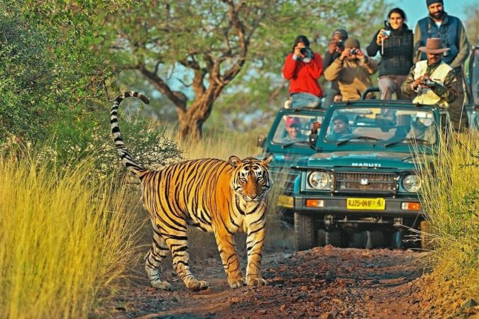 Exploring the Thrilling World of Tiger Safaris in India - The City Corner